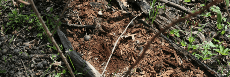 Online Education Portal | Black Rock Forest